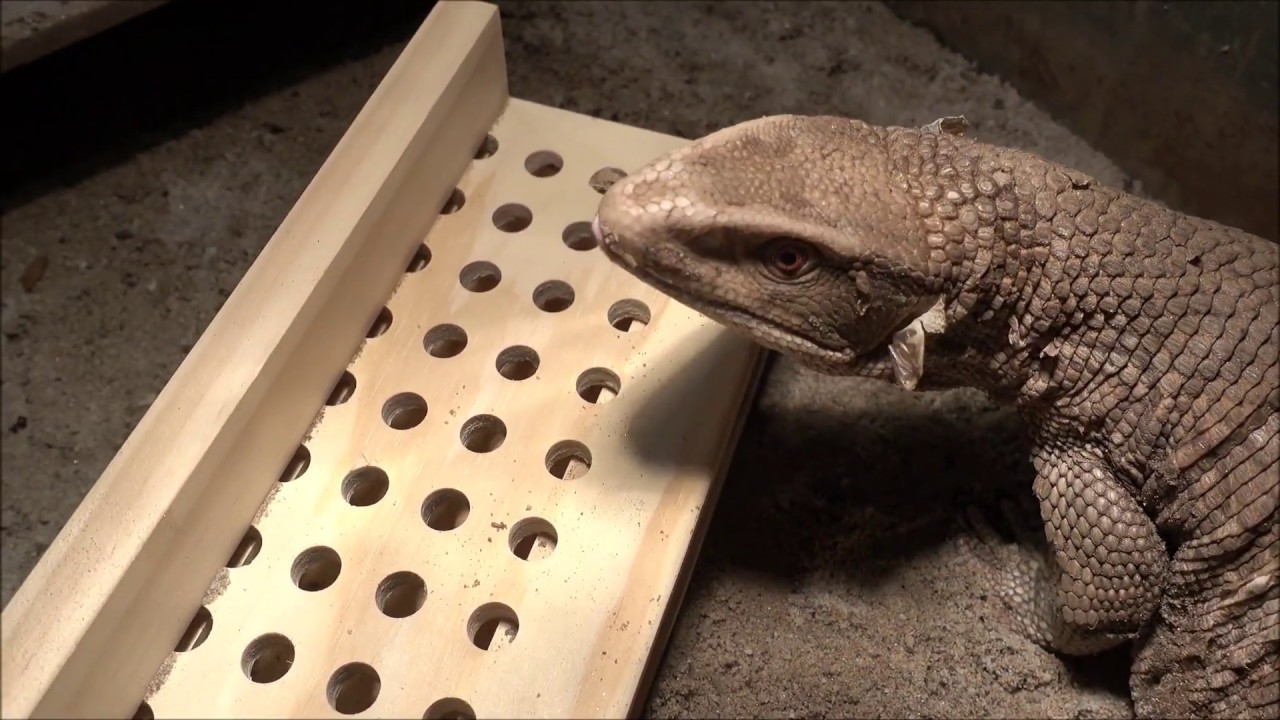 Enrichment Attempt #3 / Savannah Monitor - YouTube