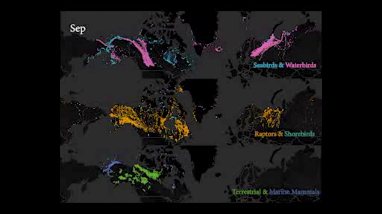 Data: Ecological insights from three decades of animal movement ...