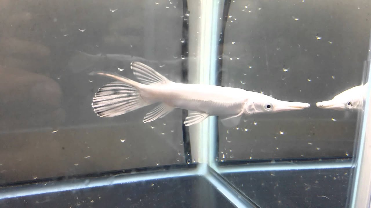 Platinim Short Body Aligator Gar - YouTube