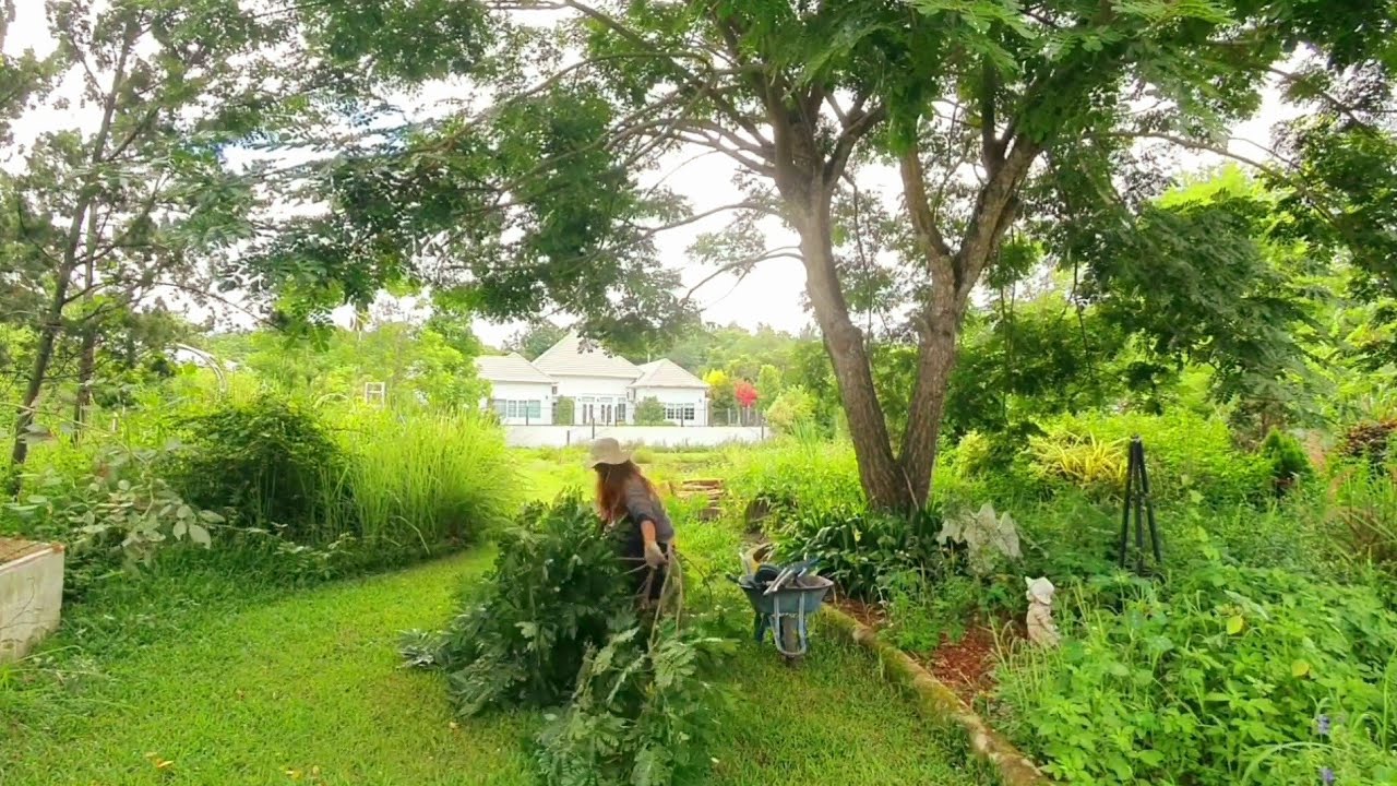 Weeding overgrown garden. ผู้หญิงทำสวน ถอนหญ้าคนเดียว รกแค่ไหนก็ไหว จัด ...