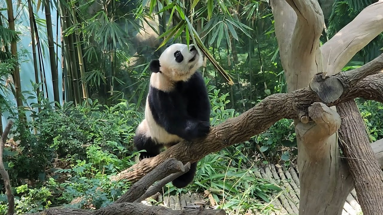 20230724 Giant Panda Le Le 叻叻 has a hard time trying to pull the bamboo ...