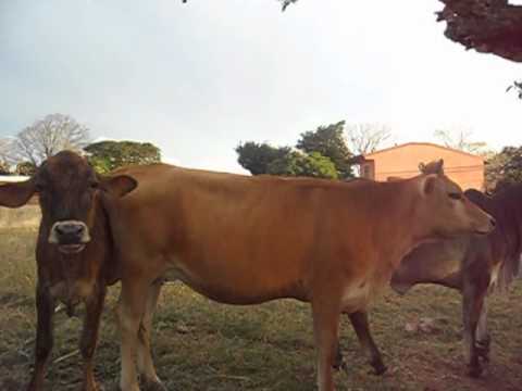 Masticando - YouTube