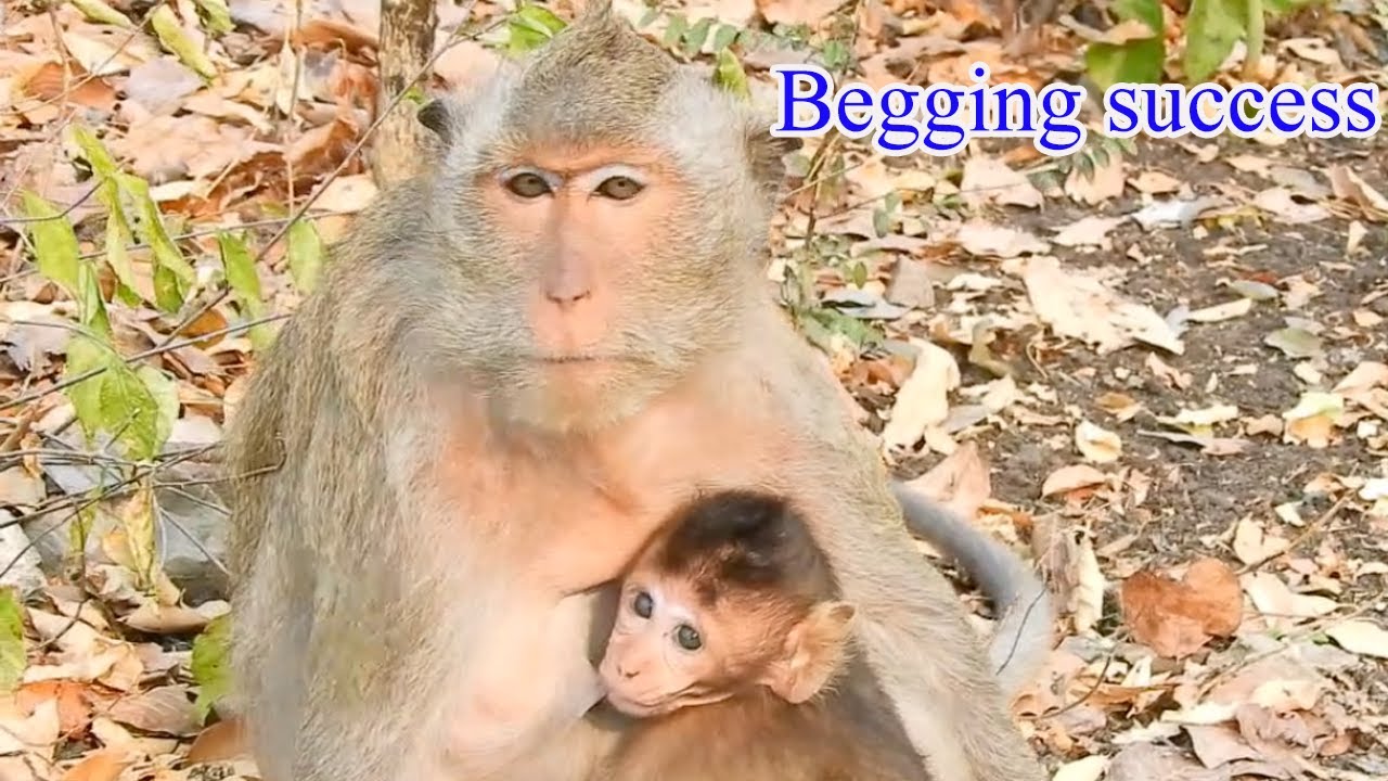 Wow Congratulation poor baby monkey GINA cry begging mom to milk ...