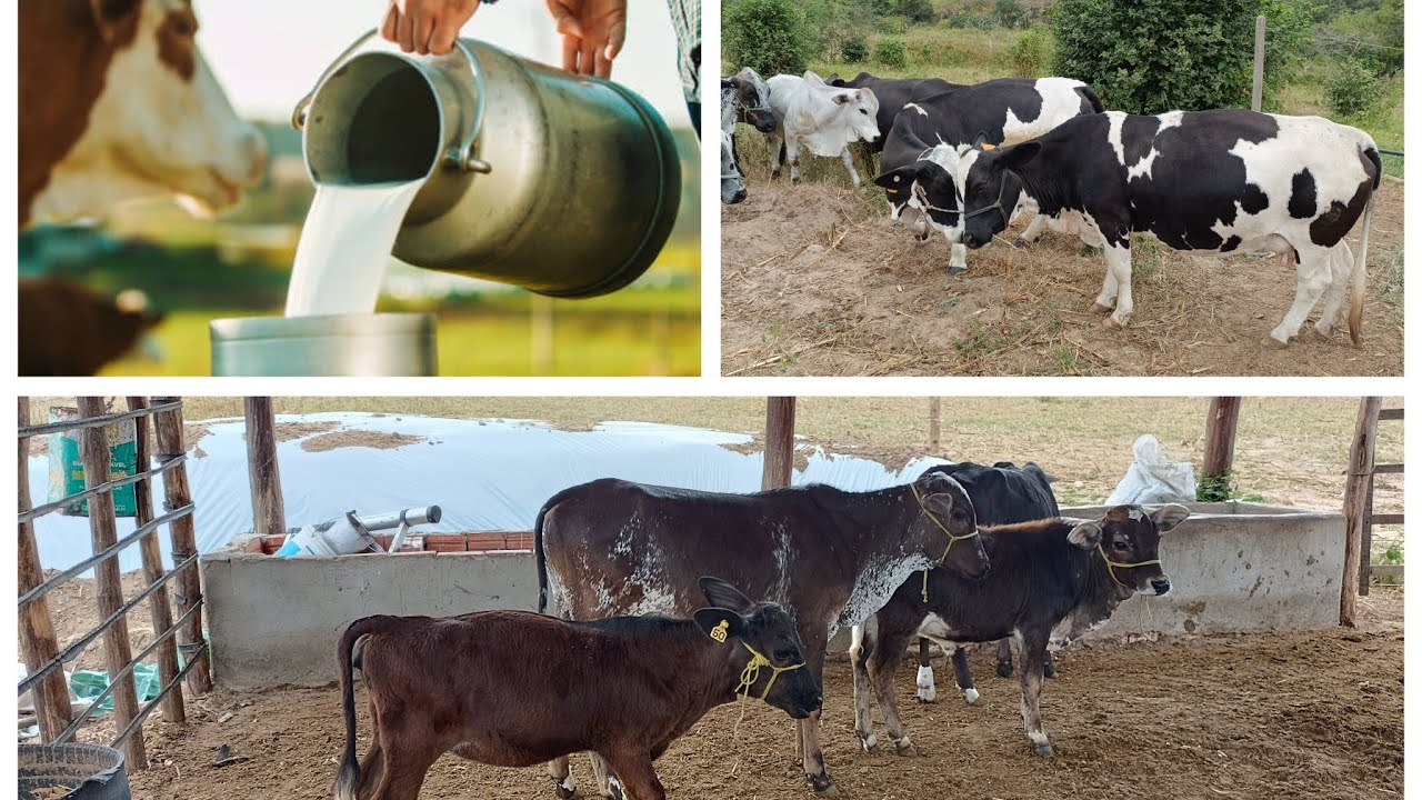 Criação de mine vacas ou vacas anã. Pouco trabalho e muito lucro - YouTube