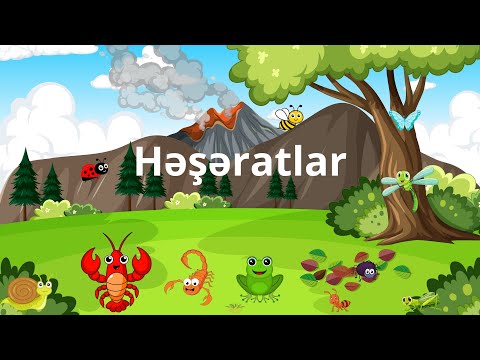 Usaq mahnisi-Heseratlar (həşəratlar)