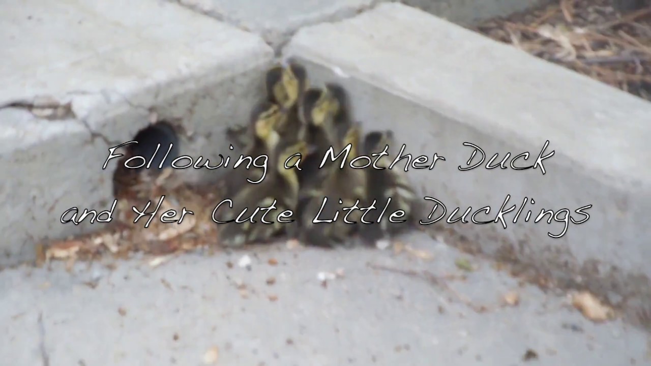 Following Cute Little Baby Ducklings Following Their Mother Duck - YouTube