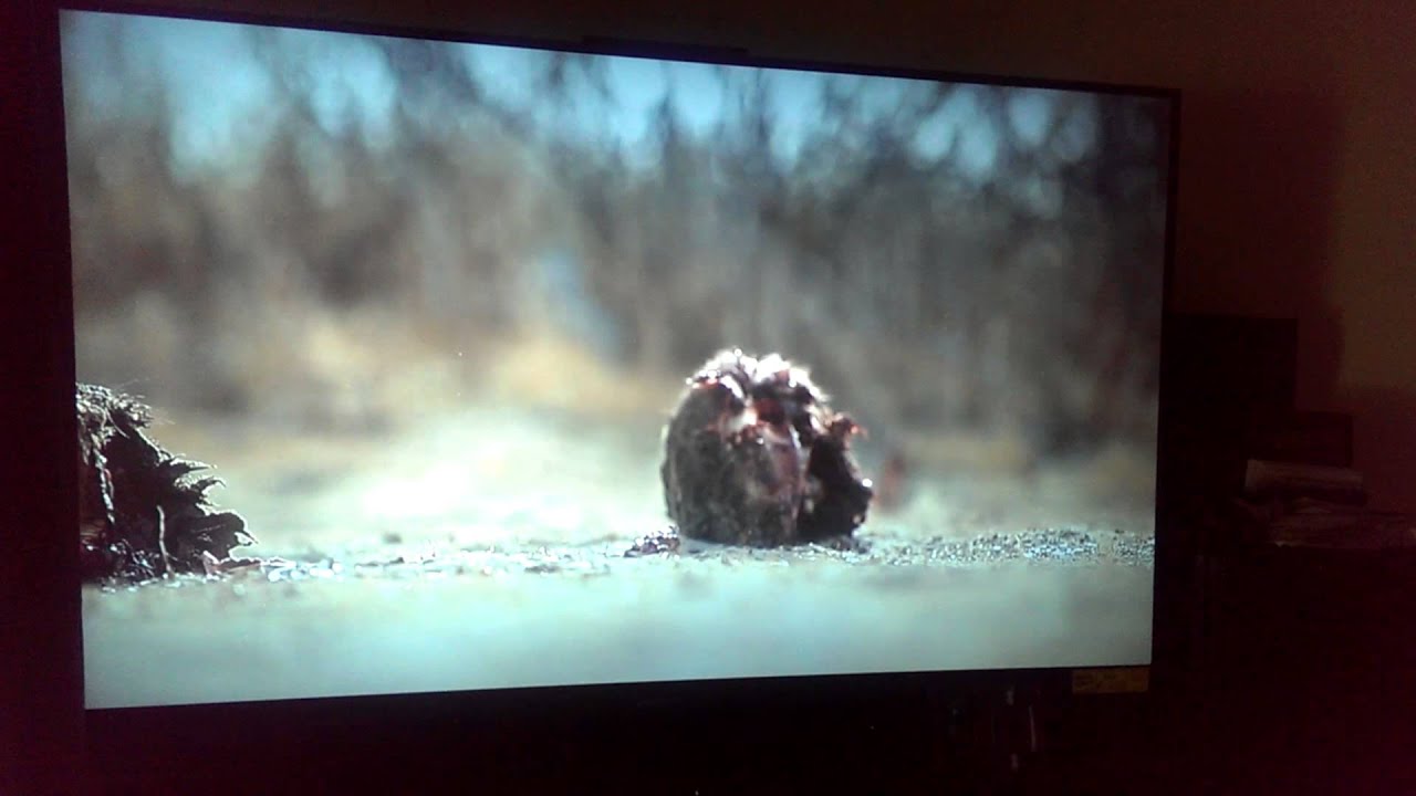 Rubber - Exploding bunny scene - YouTube