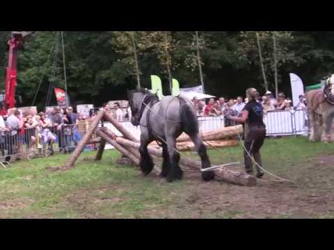 Belgian Draft Horses: horse logging and agility contest - YouTube