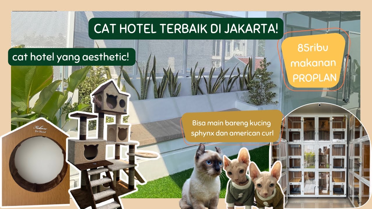 CAT HOTEL TERBAIK DAN TERMURAH DI JAKARTA! | Kobow Pet Hotel Jakarta ...