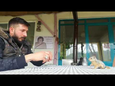 Sevimli sincap file        Denizli /cankurtaran