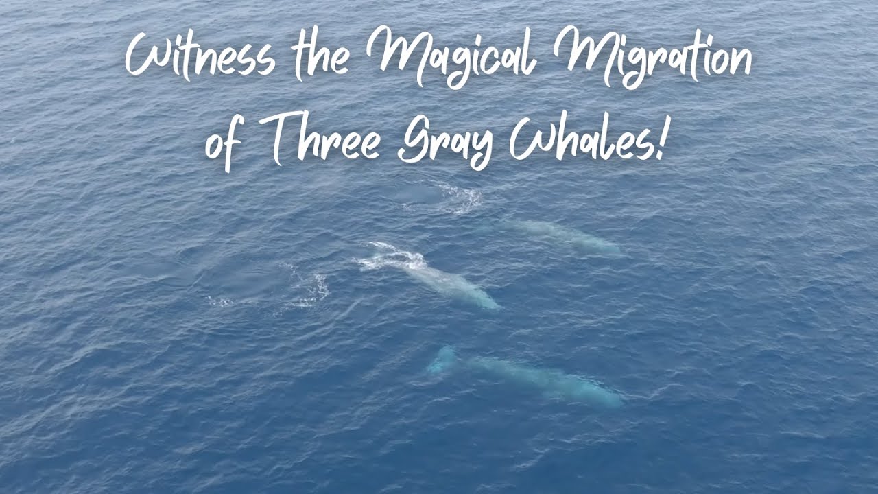 Whale Wonderland: Witness the Magical Migration of Three Gray Whales ...
