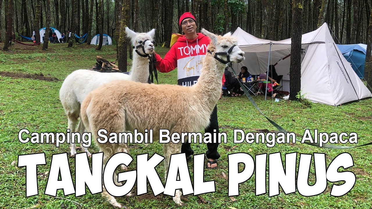 Tangkal Pinus Cikole : Tempat Camping Baru Di Cikole Lembang, Camping ...