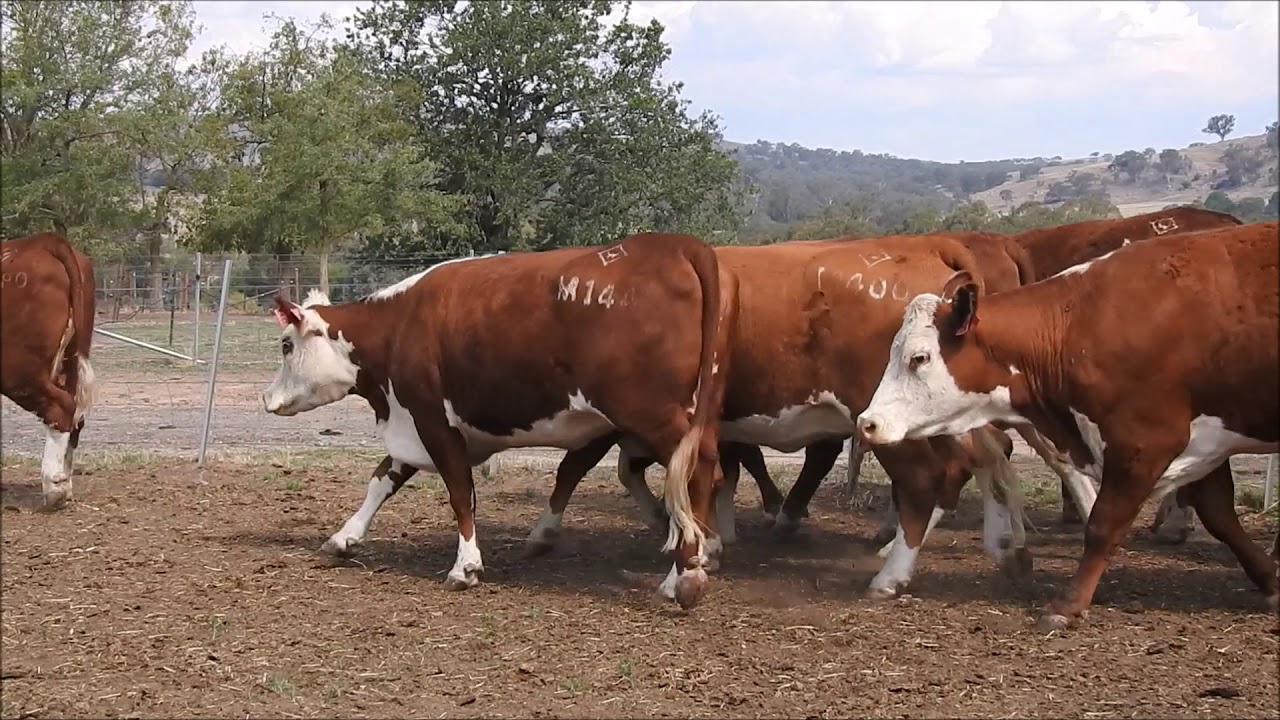 Lot 75 PTIC Recorded 3 4 Year old cows - YouTube