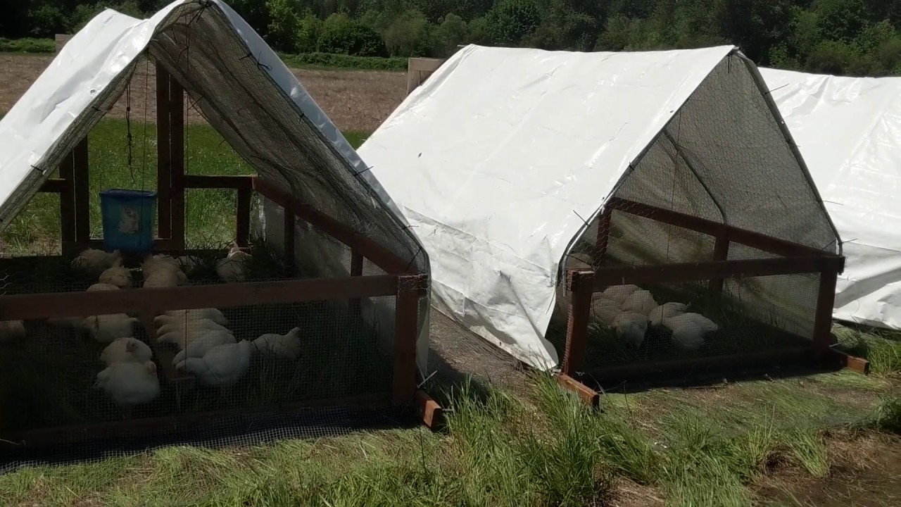 "Free range" chicken is fake - YouTube