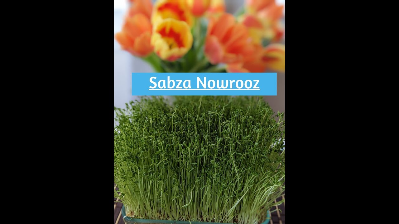 How to make Sabza/Sabzeh Nowrooz - YouTube