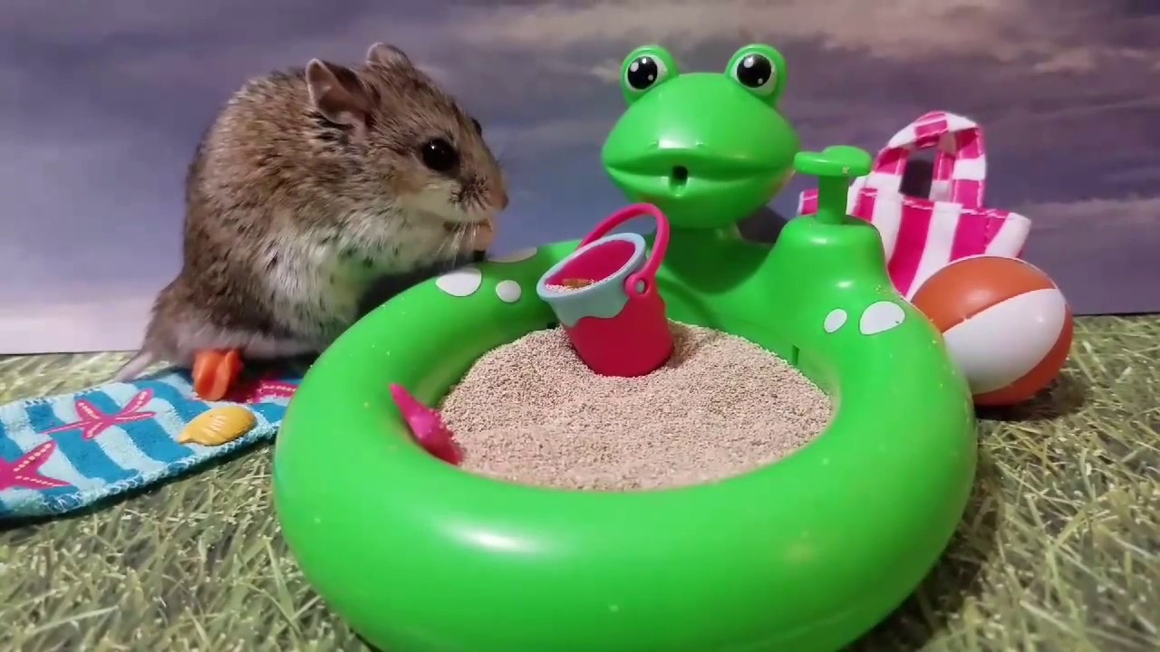 Cute hamster has a sand pool party - YouTube