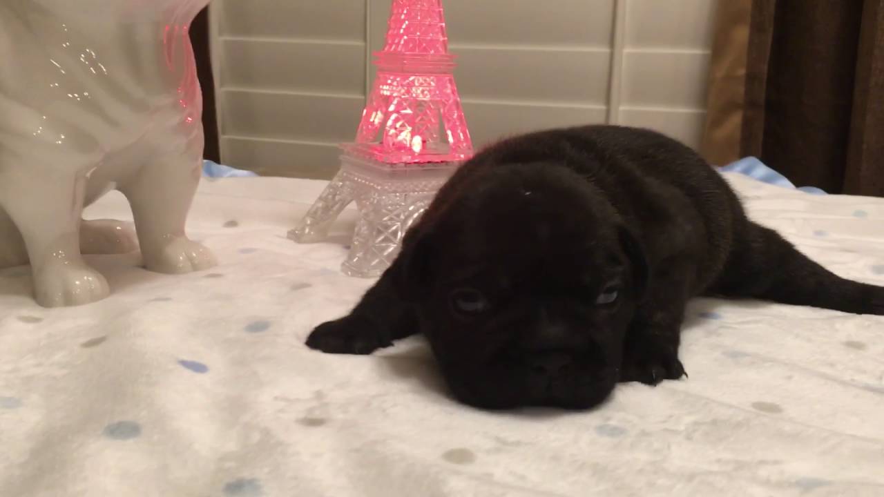 Pooh of Hello Frenchies - YouTube