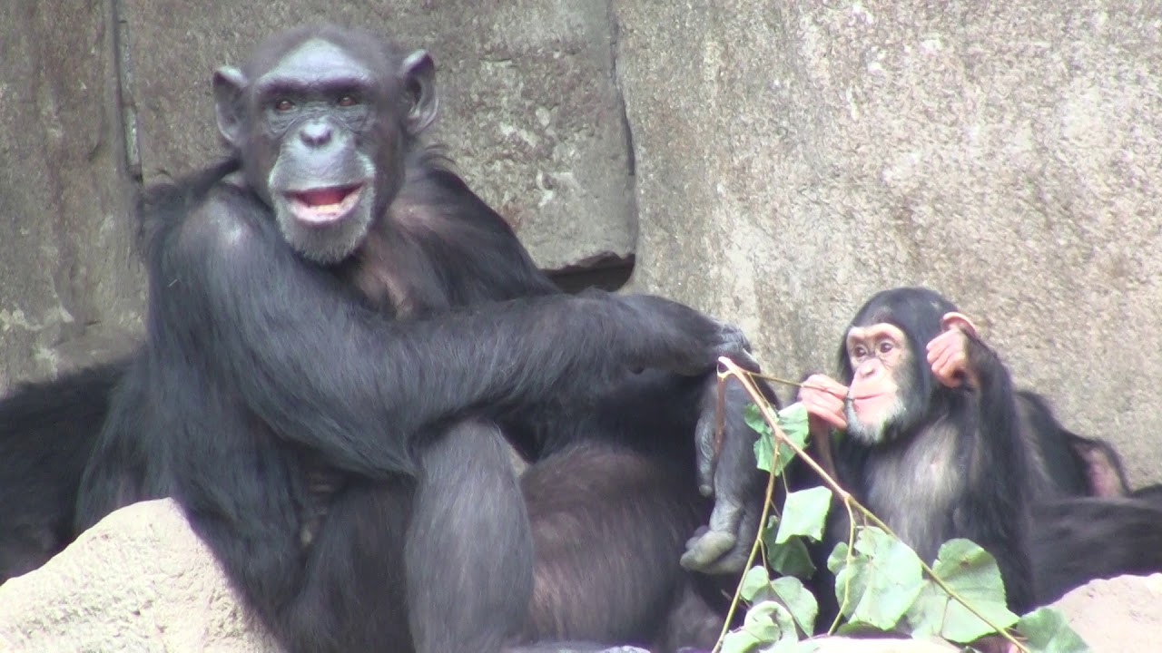 Chimps Tai & Makeni - YouTube
