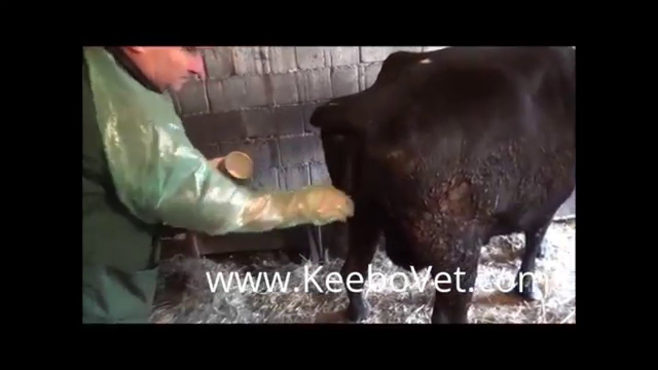 Mummification Of A Few Months Old Calf, Performed By A Veterinarian ...