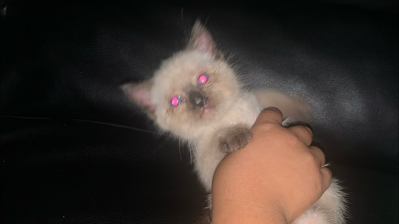 CAT (pt 1) - YouTube