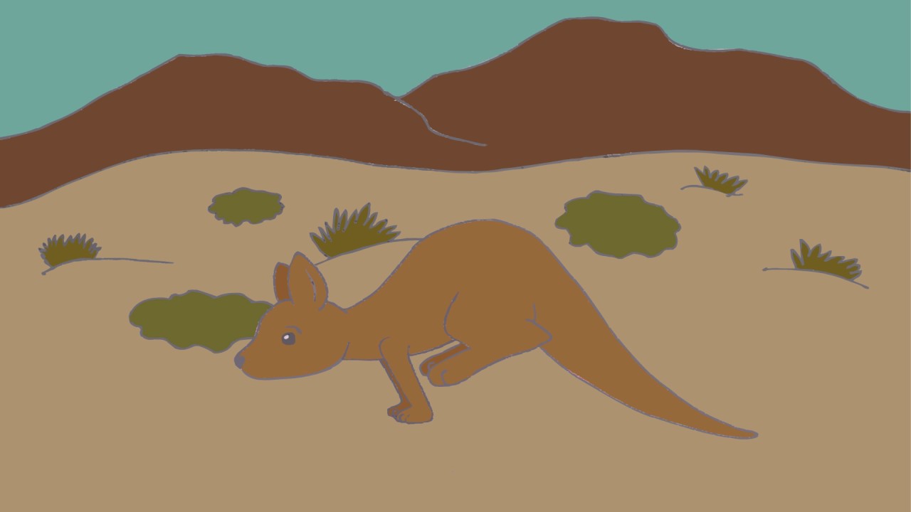 Wallaby Animation - YouTube