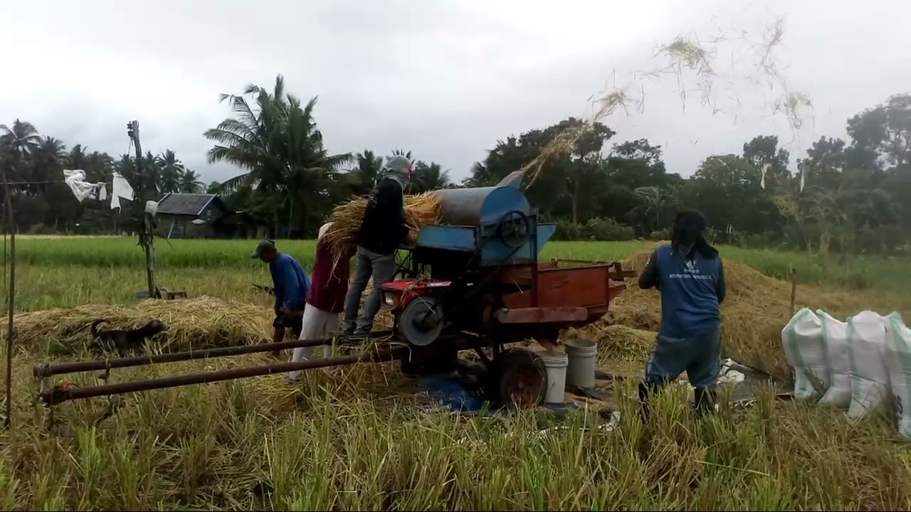 Bulhot treezer rice farmers in the Philippines | Free Stock Videos ...