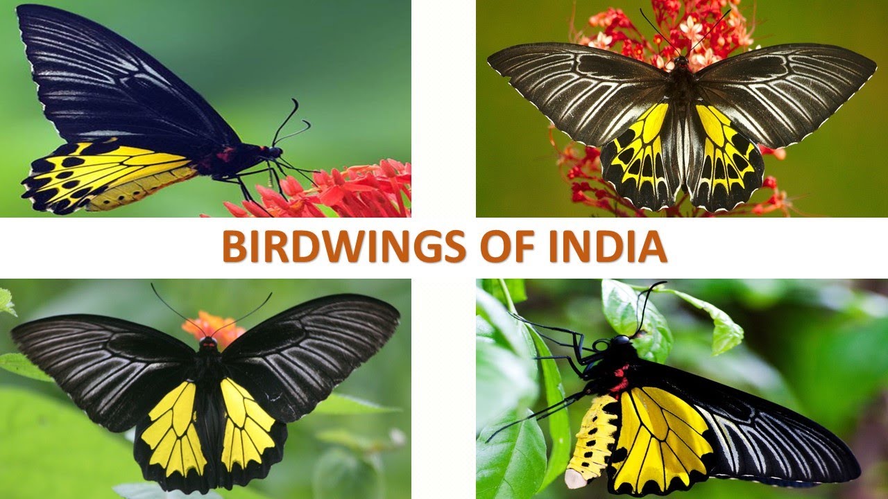Birdwings of India 🇮🇳 | Butterflies | Indian Insects - YouTube