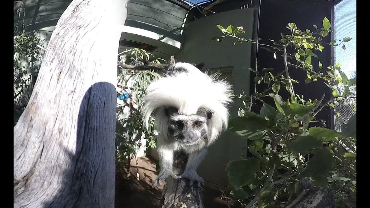 360º VIDEO: Tamarin monkeys at the Phoenix Zoo - YouTube