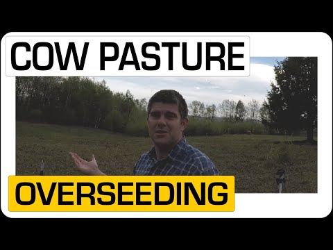 Cow Pasture Seeding with GroundWork Pasture Overseeder Mix - YouTube
