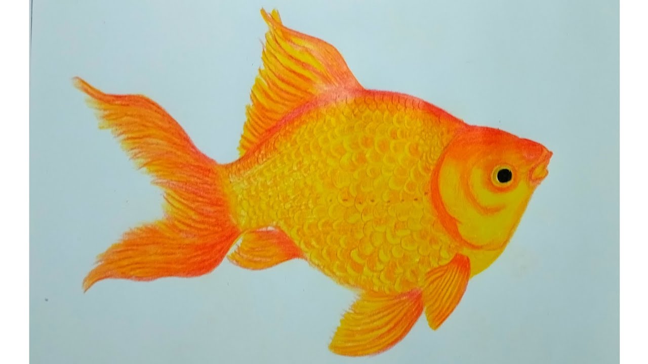 Realistic goldfish drawing with colour pencil /fish drawing image step ...