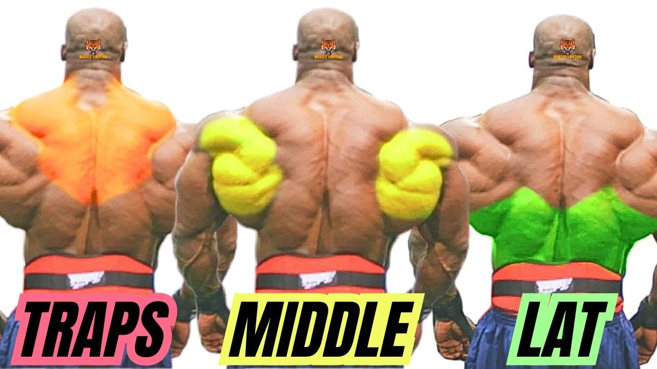 TOP 4 LAT MIDDLE BACK AND TRAPS WORKOUT AT GYM / DUMBBELLS ONLY / - YouTube