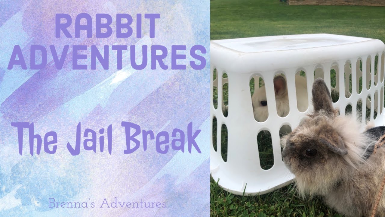 Rabbit Adventures | The Jail Break | A Story Of 2 Rabbits - YouTube