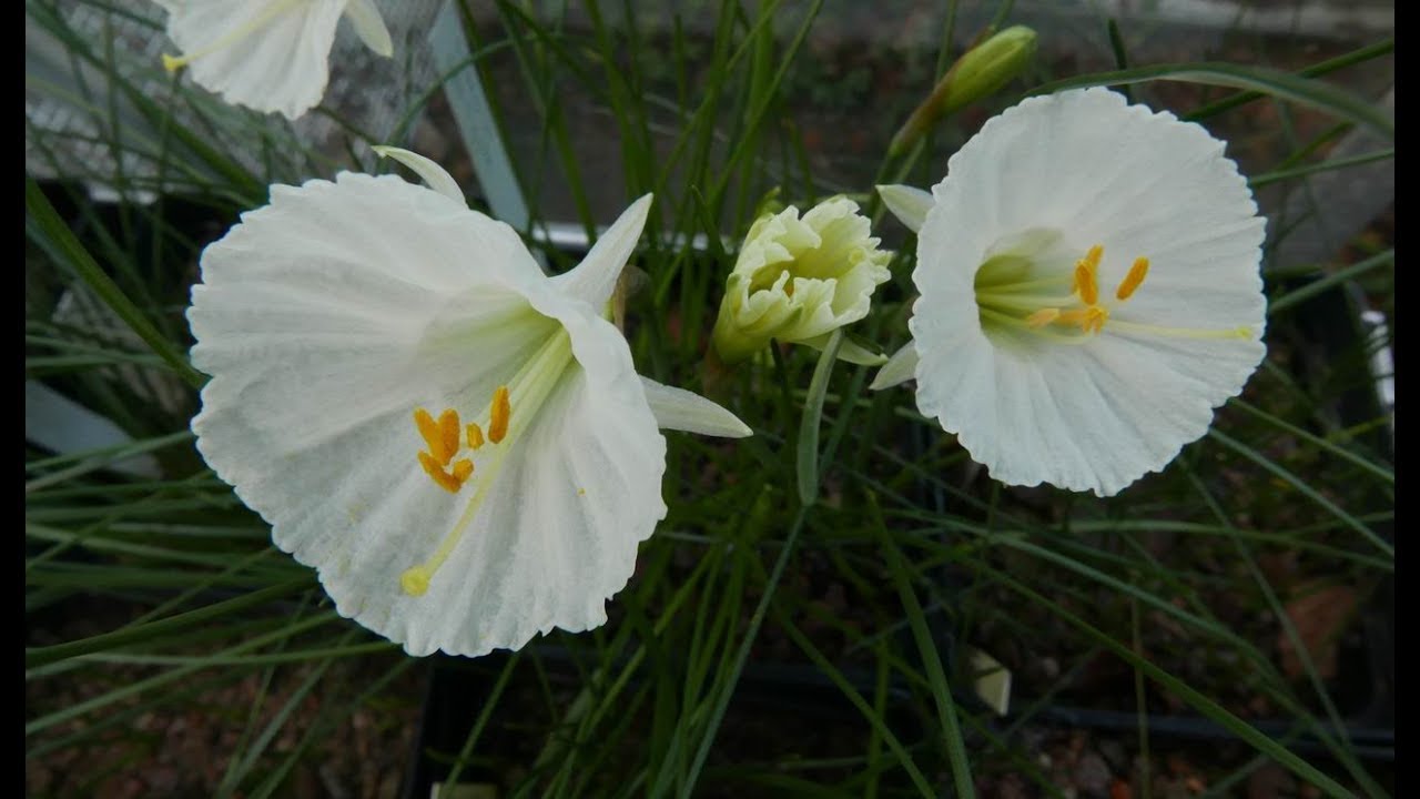 Bulb Log Video Diary Supplement garden and bulb houses in mid winter ...