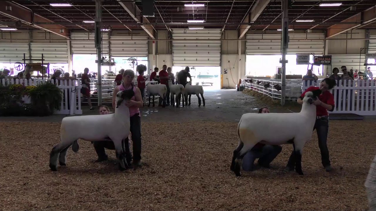 Sept 15th - 8:00am - Marcus Thompson Jr. Hampshire Show - YouTube