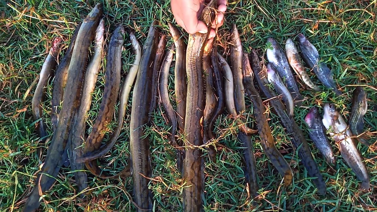 baamfish (eel) catching with new techniques @fishinghub9360 @FishingBDD ...