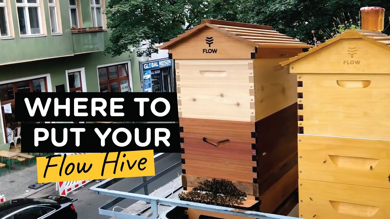 Where to put your bee hive - TheBeekeeper.org - YouTube