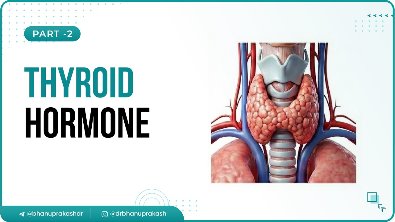 11. Thyroid Hormones 🦋 | T3 vs T4 & Physiological Effects (Part 2 ...