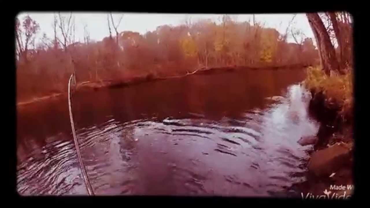 Shetucket River, atlantic salmon, connecticut - YouTube