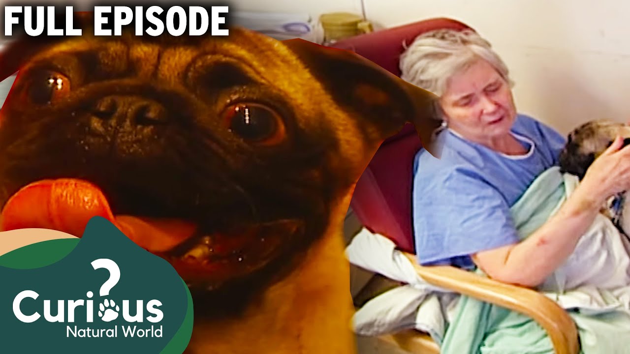 How This Pug Became The PERFECT Therapy Dog | Curious?: Natural World ...
