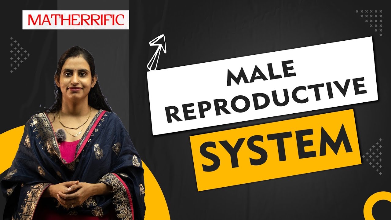Male Reproductive system | Explained by Priyanka Mam | Matherrific ...