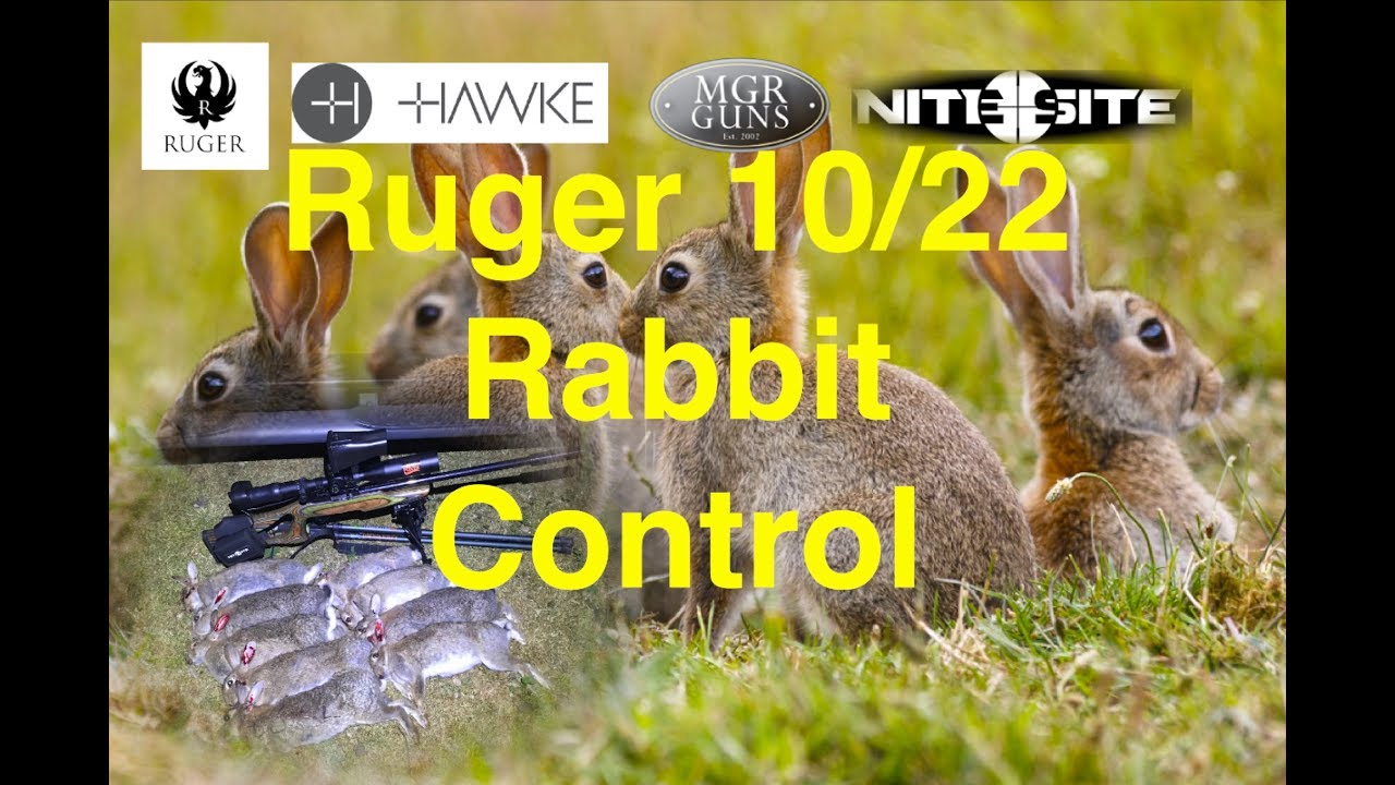Ruger 10/22 Rabbit Control - YouTube