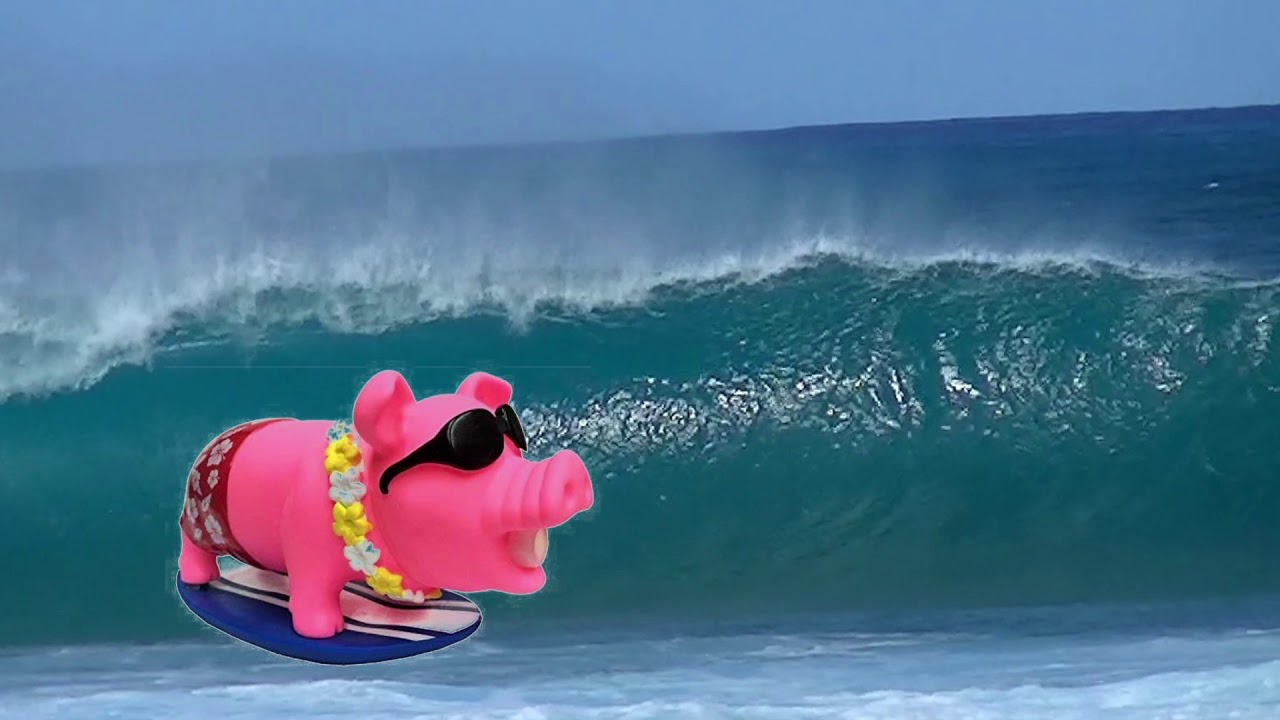 Surfing Pig - YouTube