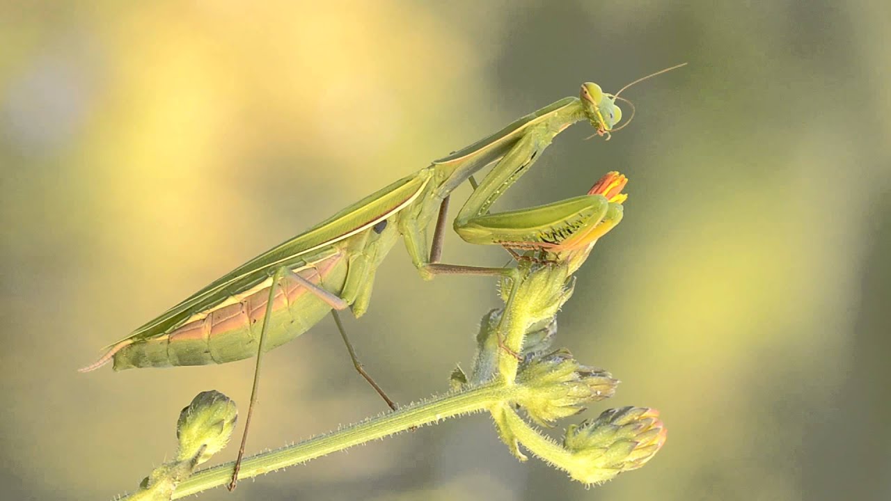 La Mantide - YouTube