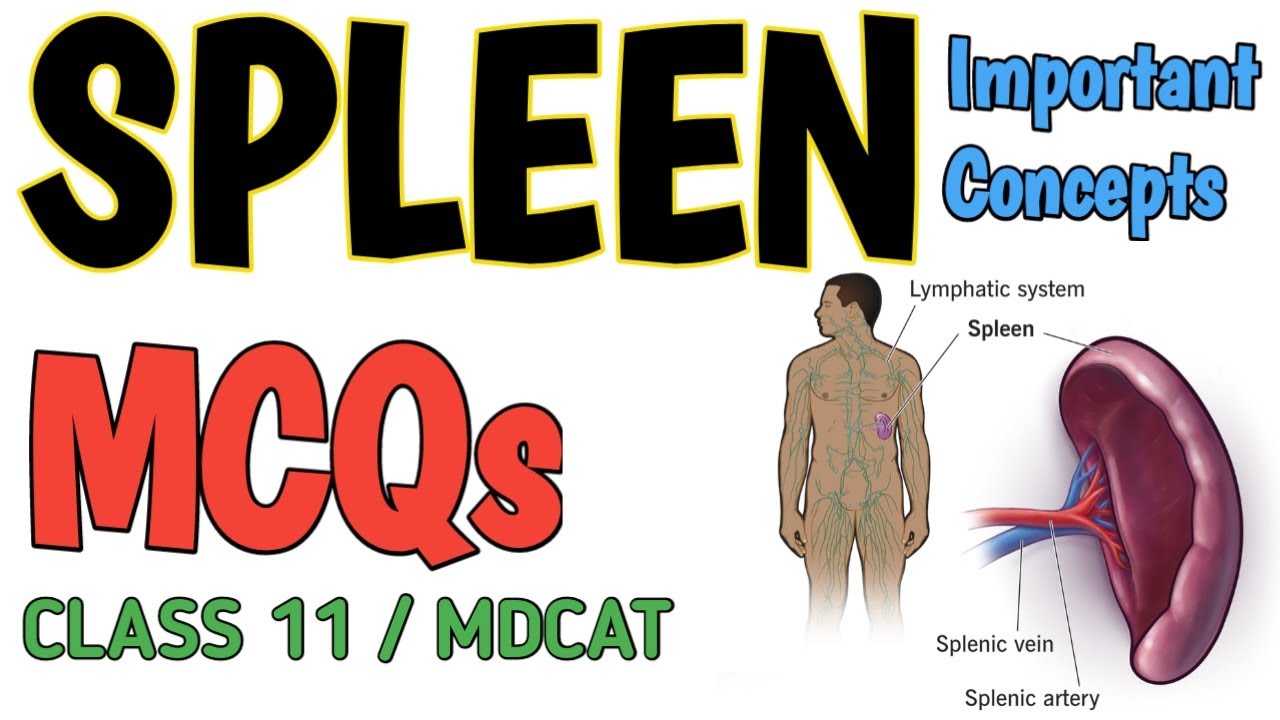 SPLEEN | MCQS | CIRCULATION | BIOLOGY 11 and MDCAT | NEET - YouTube