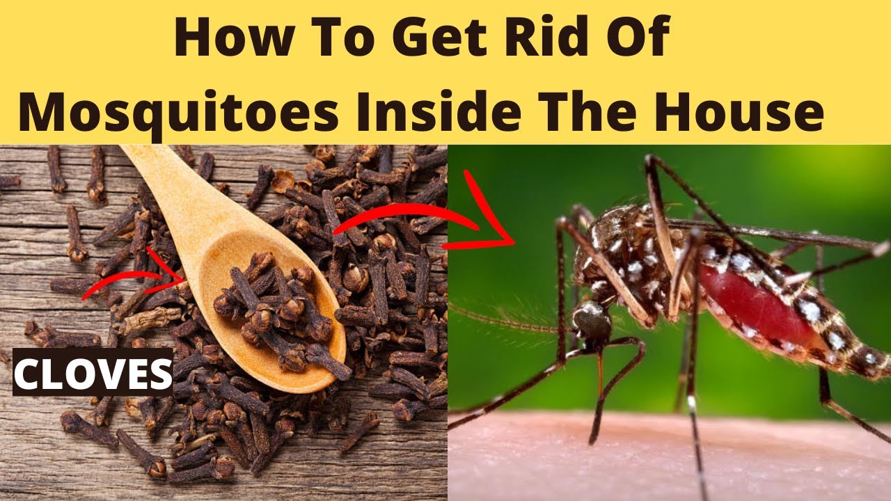 How to Get Rid of Mosquitoes Inside the House with Home Remedies - YouTube