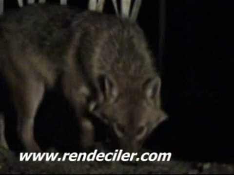 VAHŞİ ÇAKALLAR gizli çekim orjinal amatör çekimler cakallar