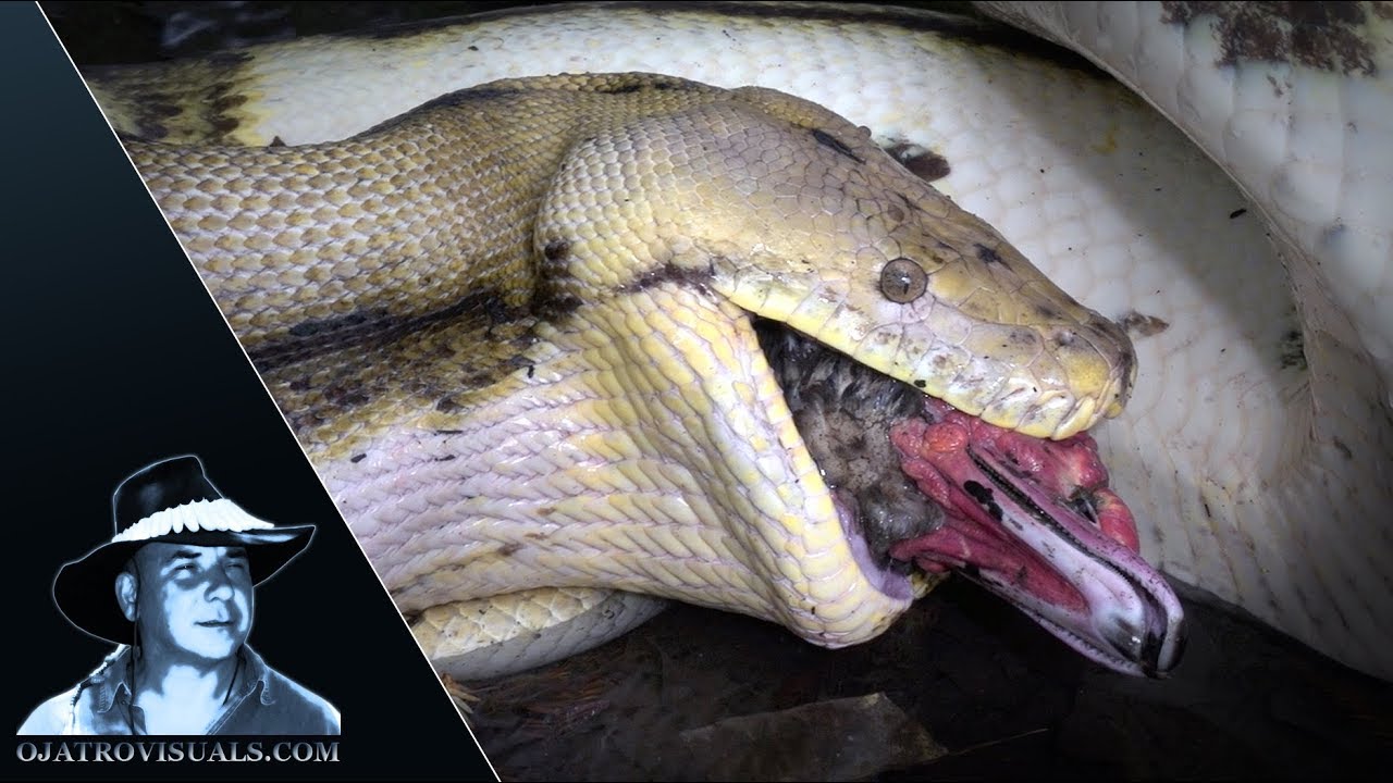 Python Eats Invasive Muscovy Duck 02 - YouTube