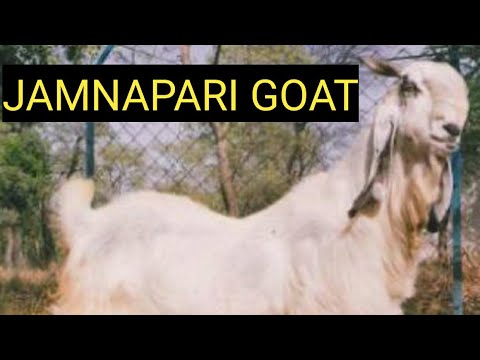 Jamnapari goat | jamnapari goat farm|jamnapari bakri। jamnapari bakra ...