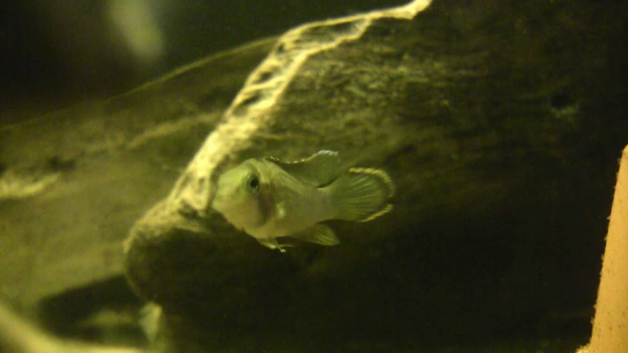 Apistogramma Nijsseni - The dwarf panda cichlid - YouTube