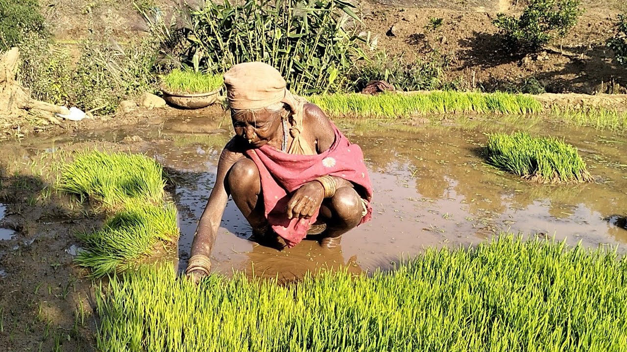 Tribal Rice Farming। Indian Tribes। - YouTube